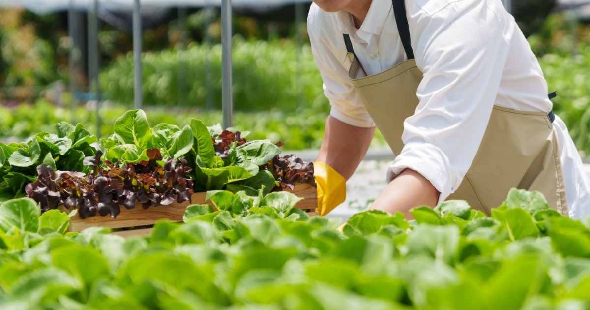 AgriTech: going for growth in Lincolnshire | Eddisons